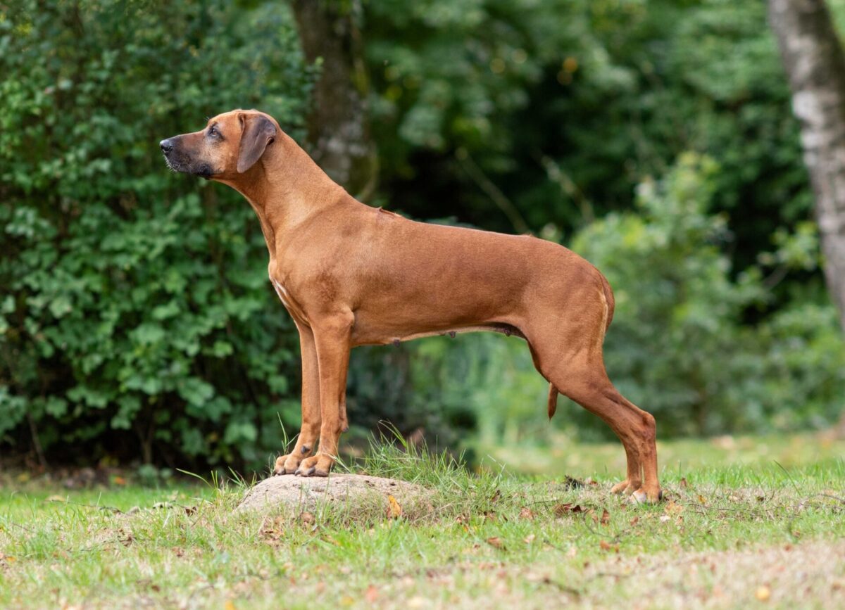 ROM - Rhodesian Ridgeback Klubben
