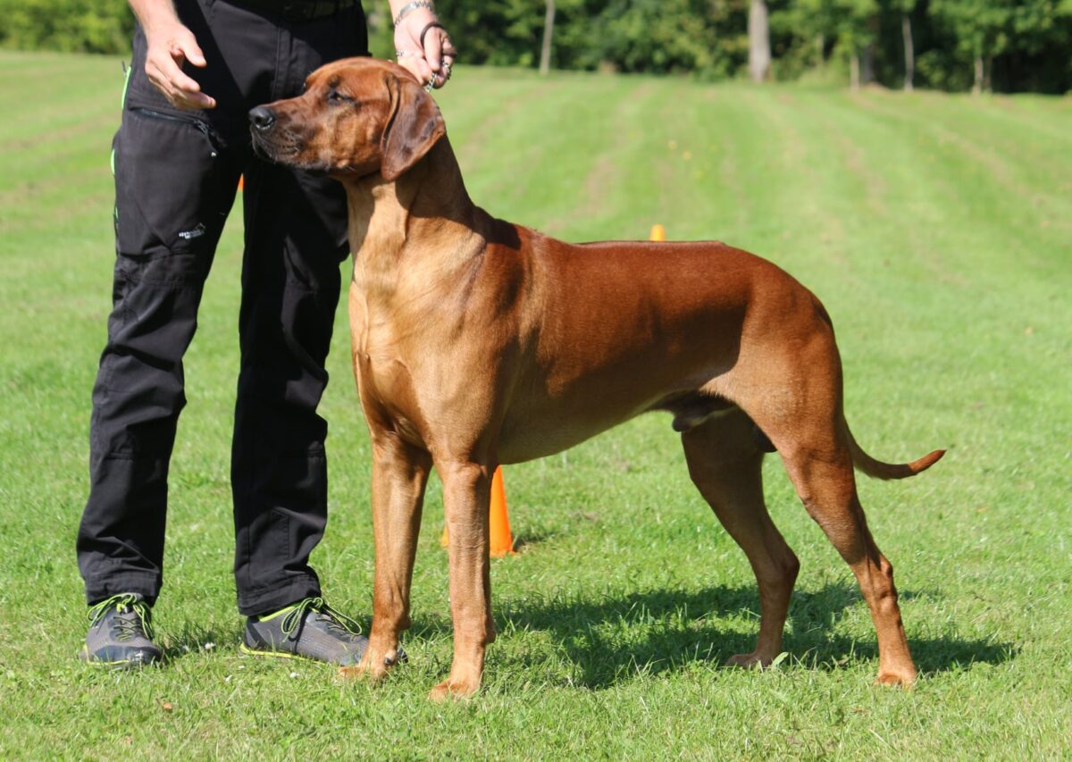 Champions - Rhodesian Ridgeback Klubben