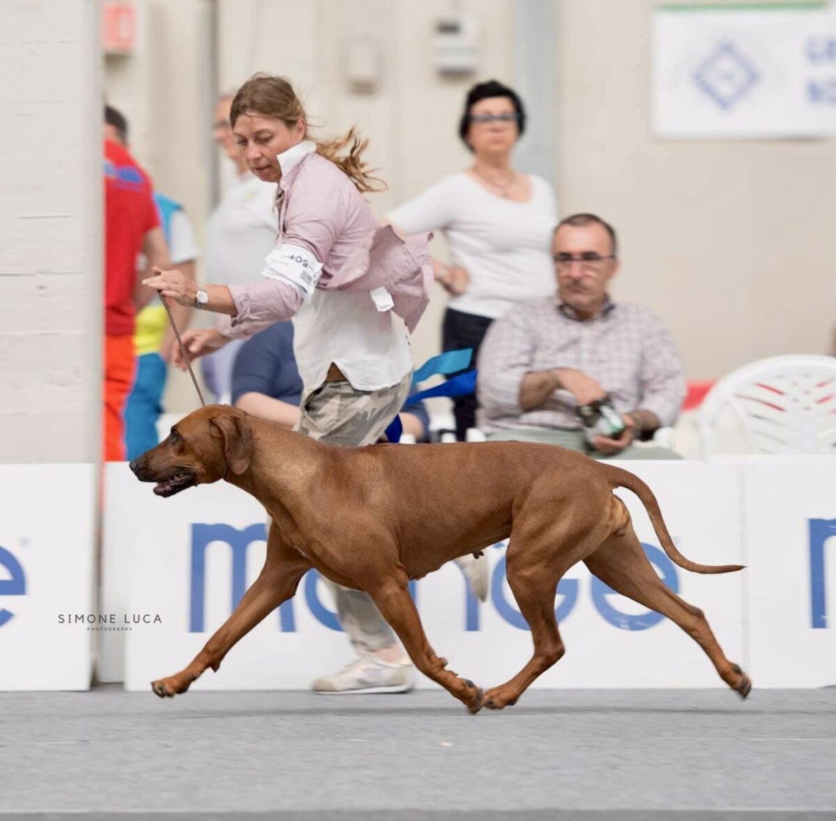 Velkommen til Rhodesian Ridgeback Klubben - Rhodesian Ridgeback Klubben