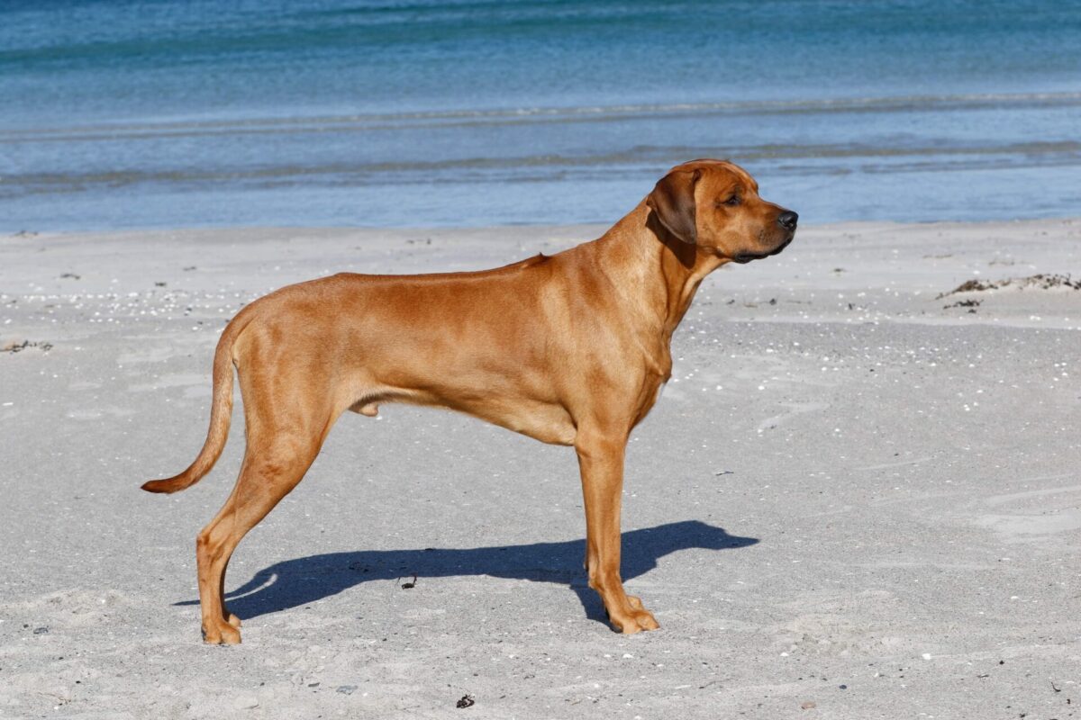 Champions - Rhodesian Ridgeback Klubben