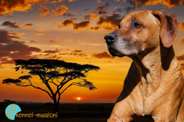 Mwaloni - Rhodesian Ridgeback Klubben