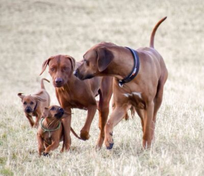 Velkommen til Rhodesian Ridgeback Klubben - Rhodesian Ridgeback Klubben
